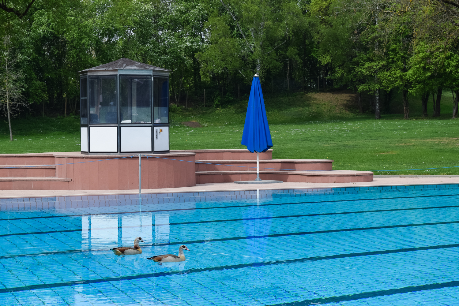 Stuttgarter Grüne wollen Wiese im Freibad Möhringen für Sport und ...