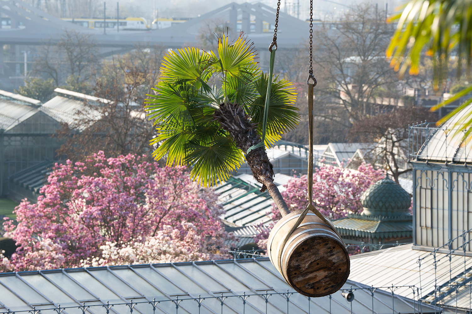 Die Wilhelma verleiht den Palmen Flügel - STUGGI.TV