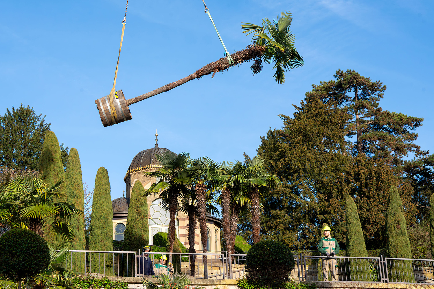 Die Wilhelma verleiht den Palmen Flügel - STUGGI.TV