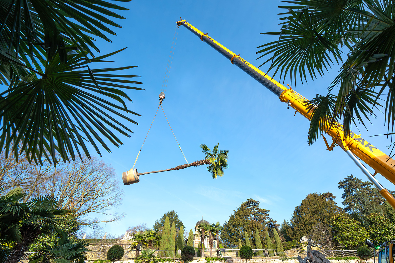 Die Wilhelma verleiht den Palmen Flügel - STUGGI.TV